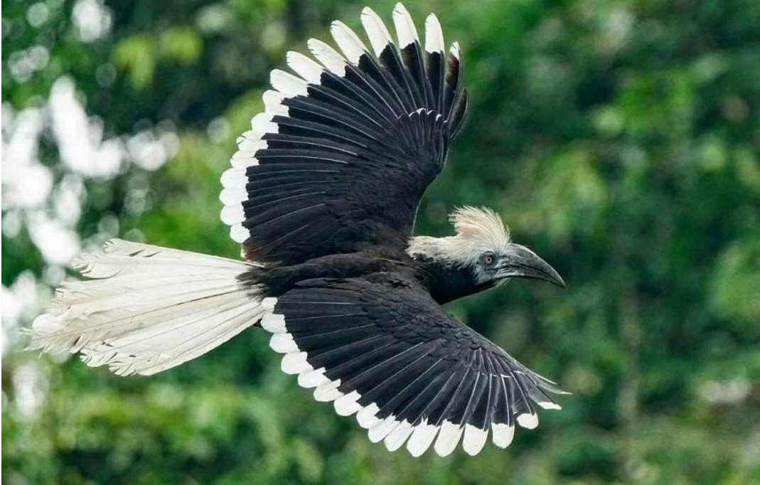 Endangered white-crowned hornbill spotted in Pulau Ubin | The Star