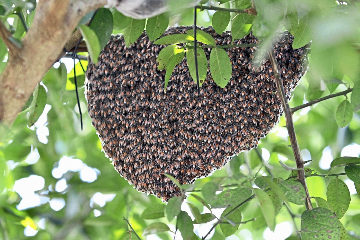 Saving the bee population | The Star