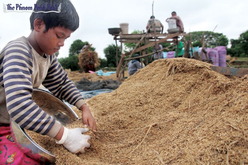 Cambodia's milled rice export up 3.5 per cent in Q1 | The Star