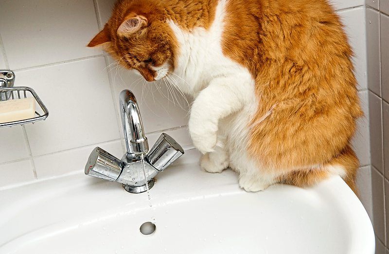 Cat-bathing made easier with patience, preparation and treats | The Star