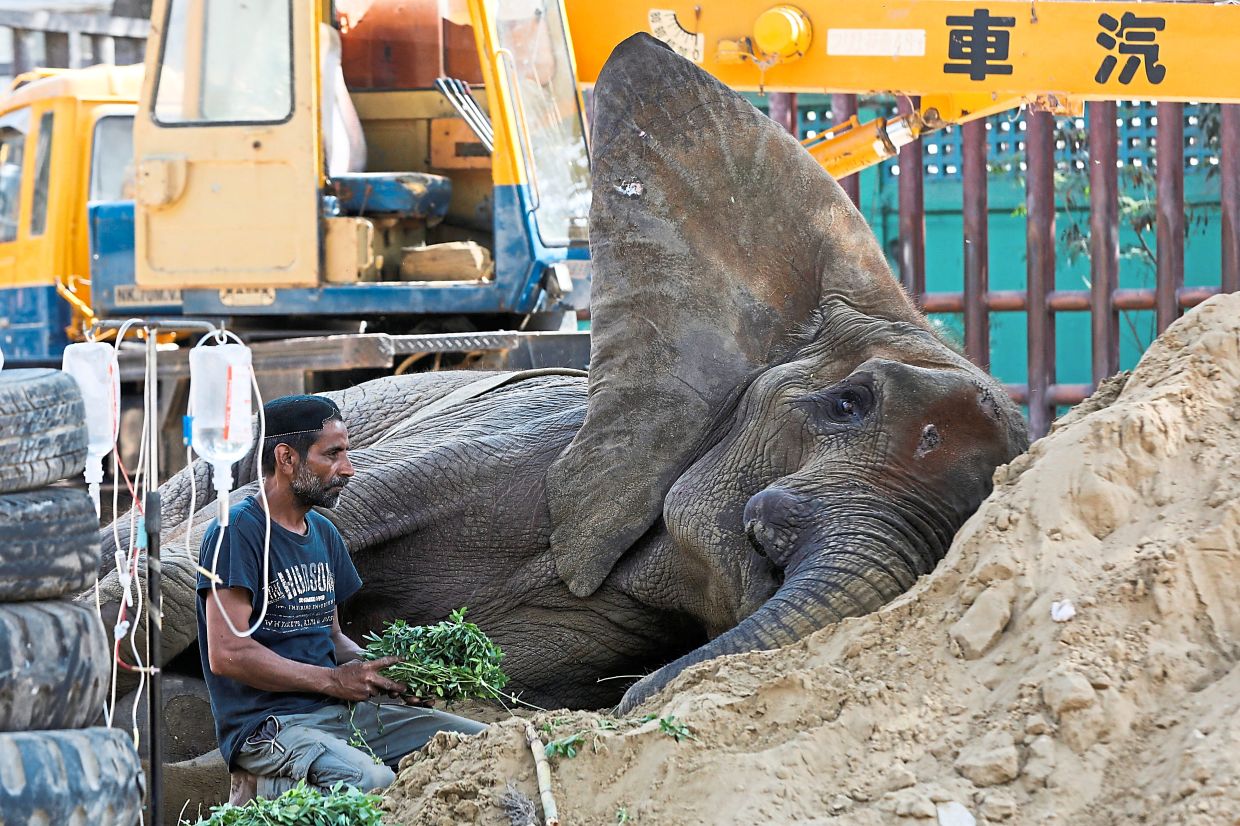 Purr, roar, growl, they’re a part of our lives | The Star