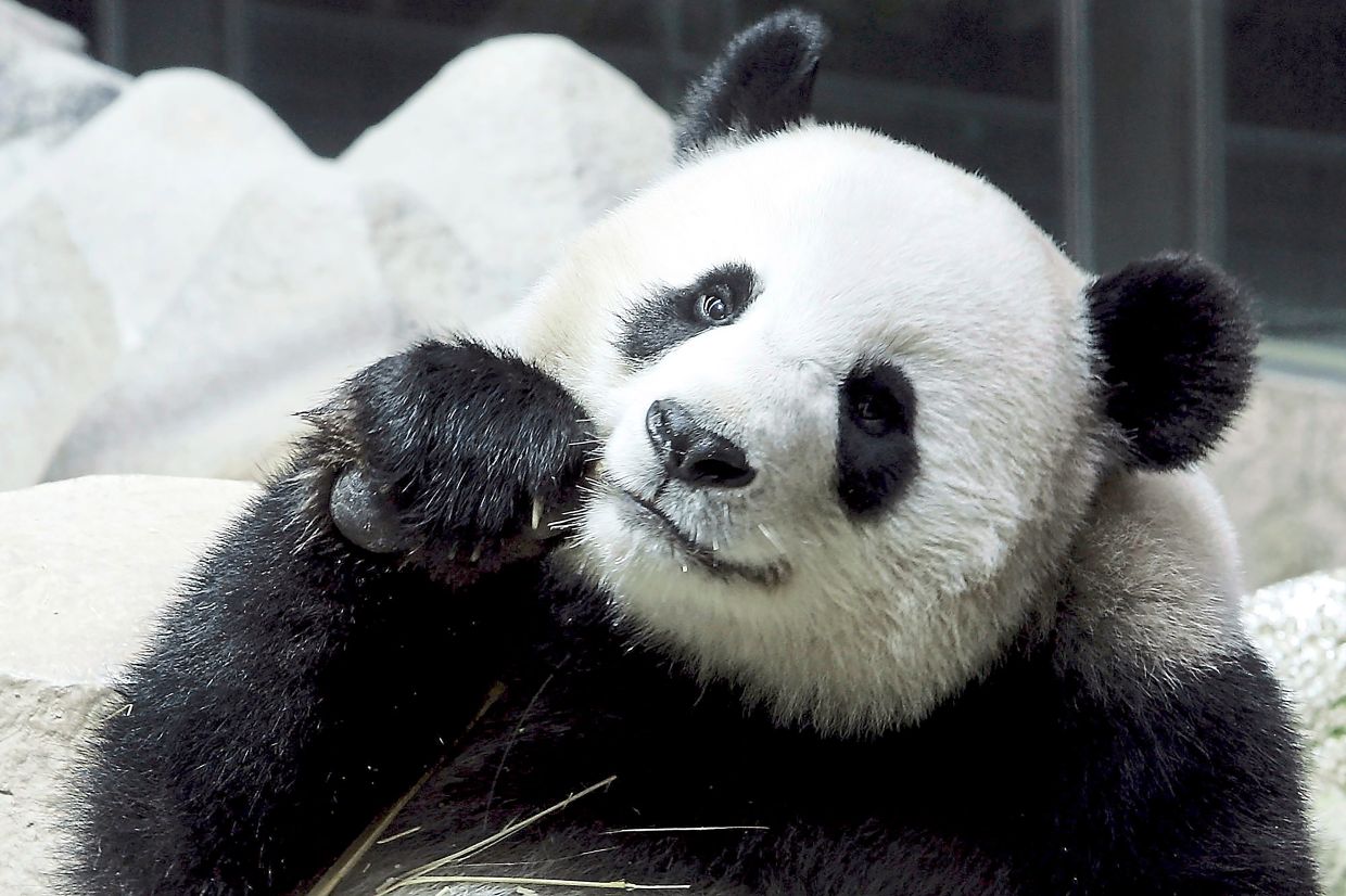 Death of giant panda mourned in Thai zoo | The Star