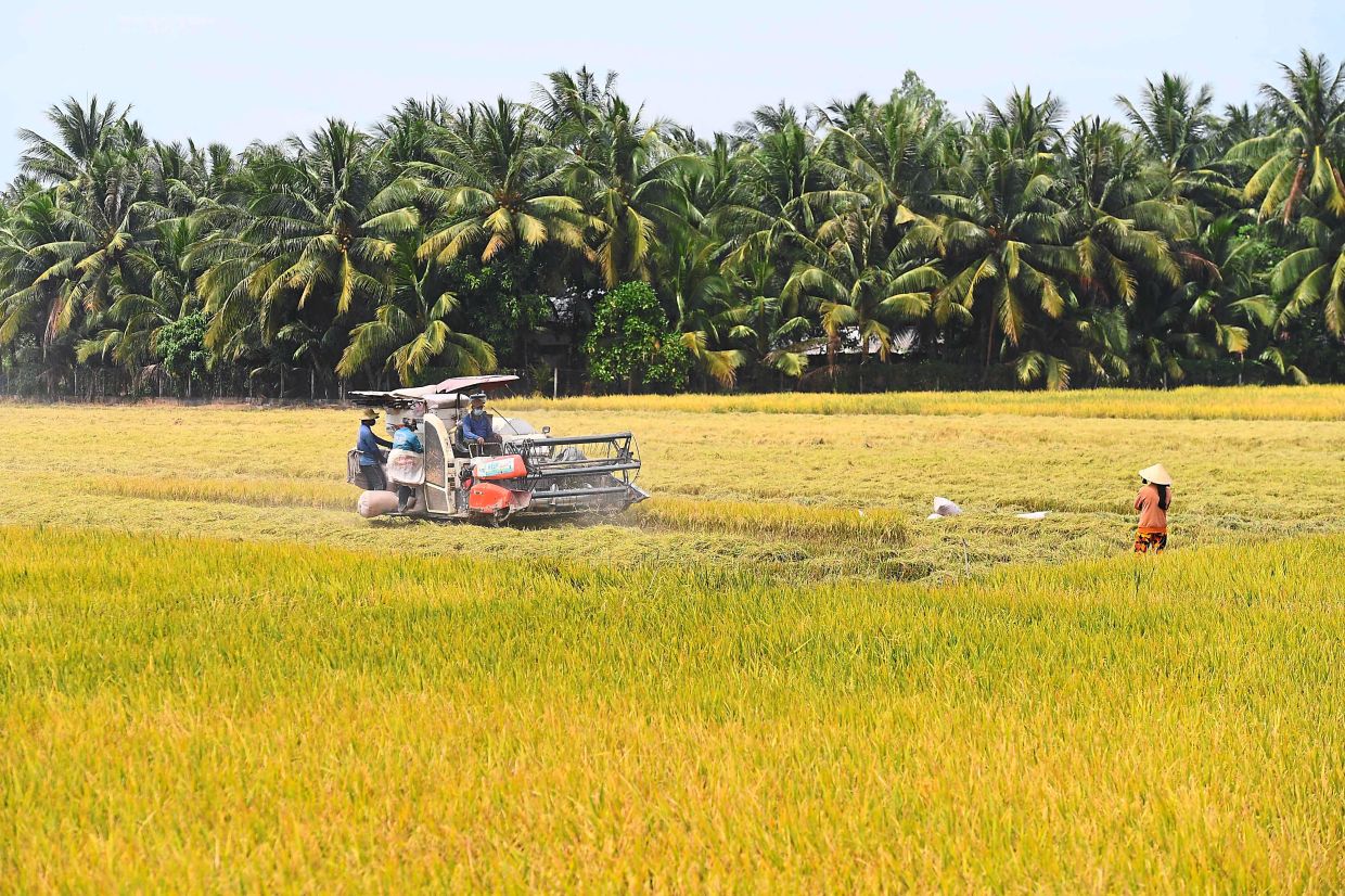 High demand for Vietnamese rice in international market | The Star