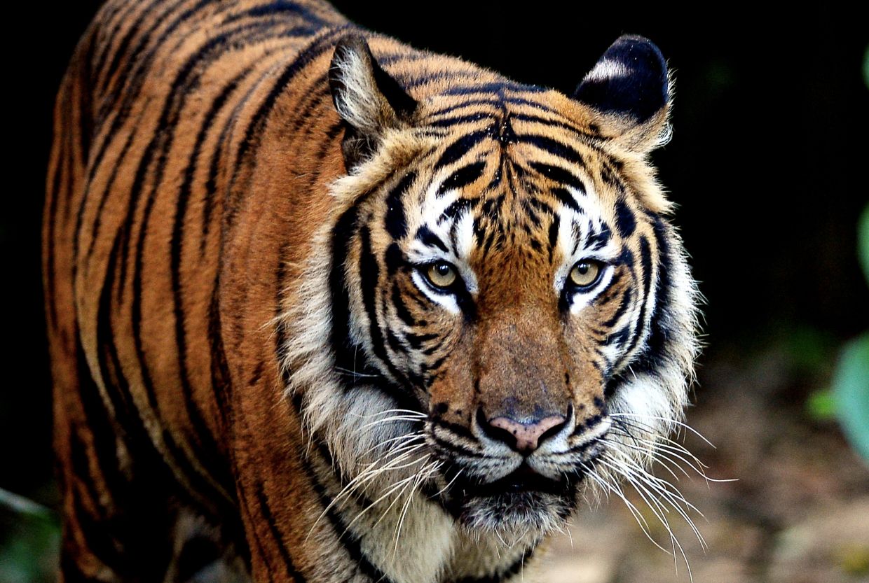 Crouching tiger, hidden danger at Felda area | The Star