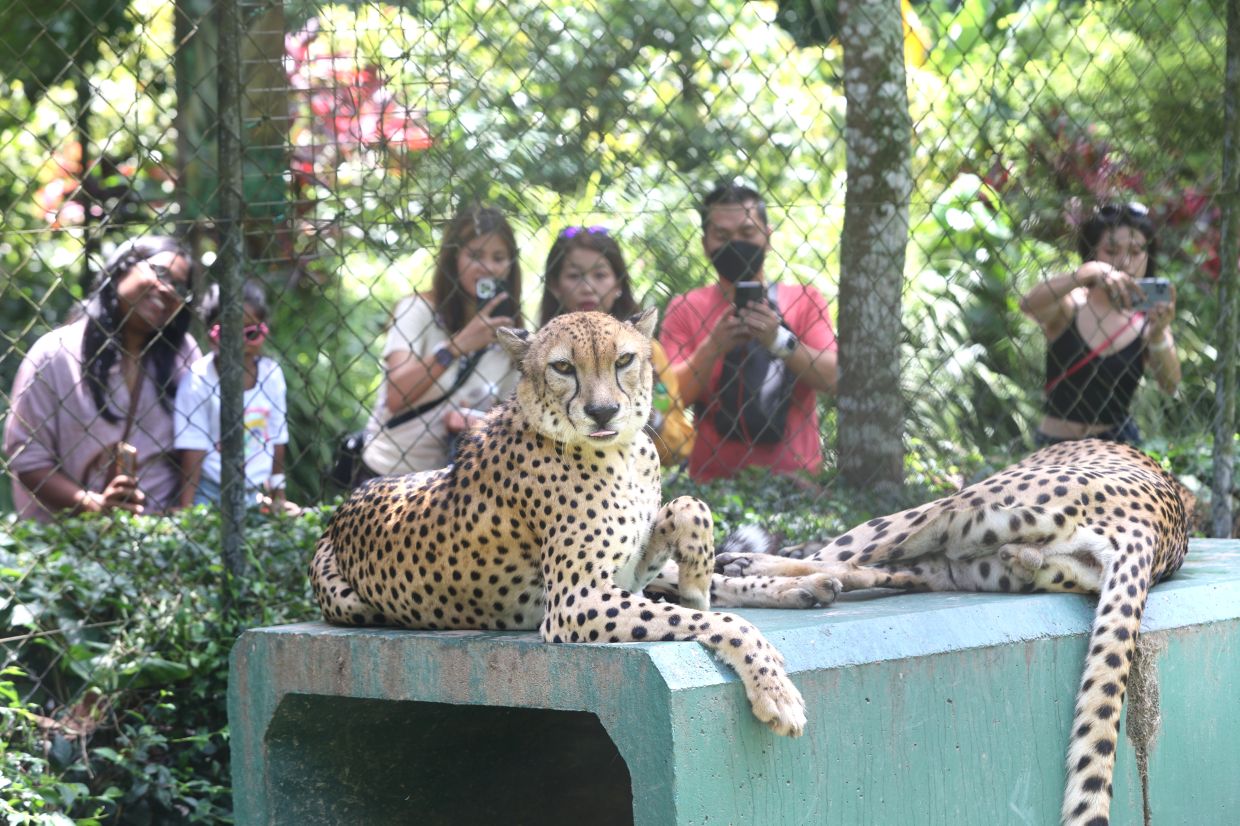 Hot weather: Animals also at risk of heat stroke, says expert | The Star