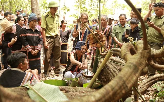 Traditional forest ritual protects Mother Nature | The Star