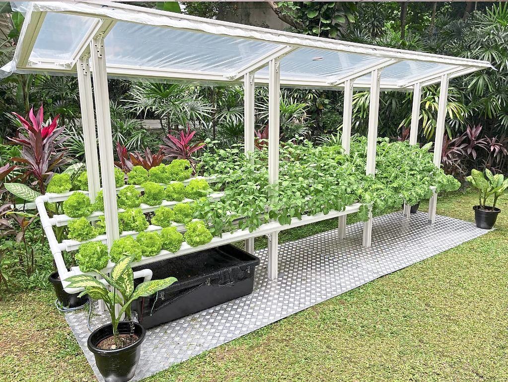 Restaurant growing greens in its own ‘garden’ | The Star