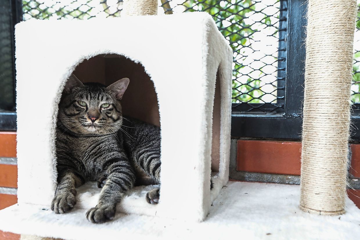 Stray cats get second chance | The Star