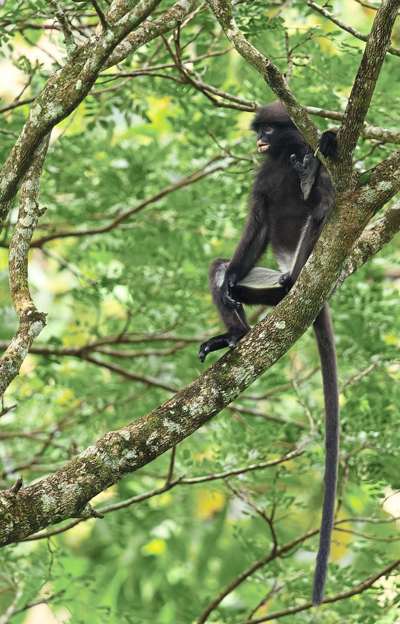 Malaysia's mixed bag of marvellous monkeys | The Star