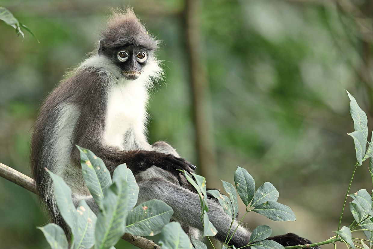 Know your primate pals: Learn about 5 of the 26 primate species in ...