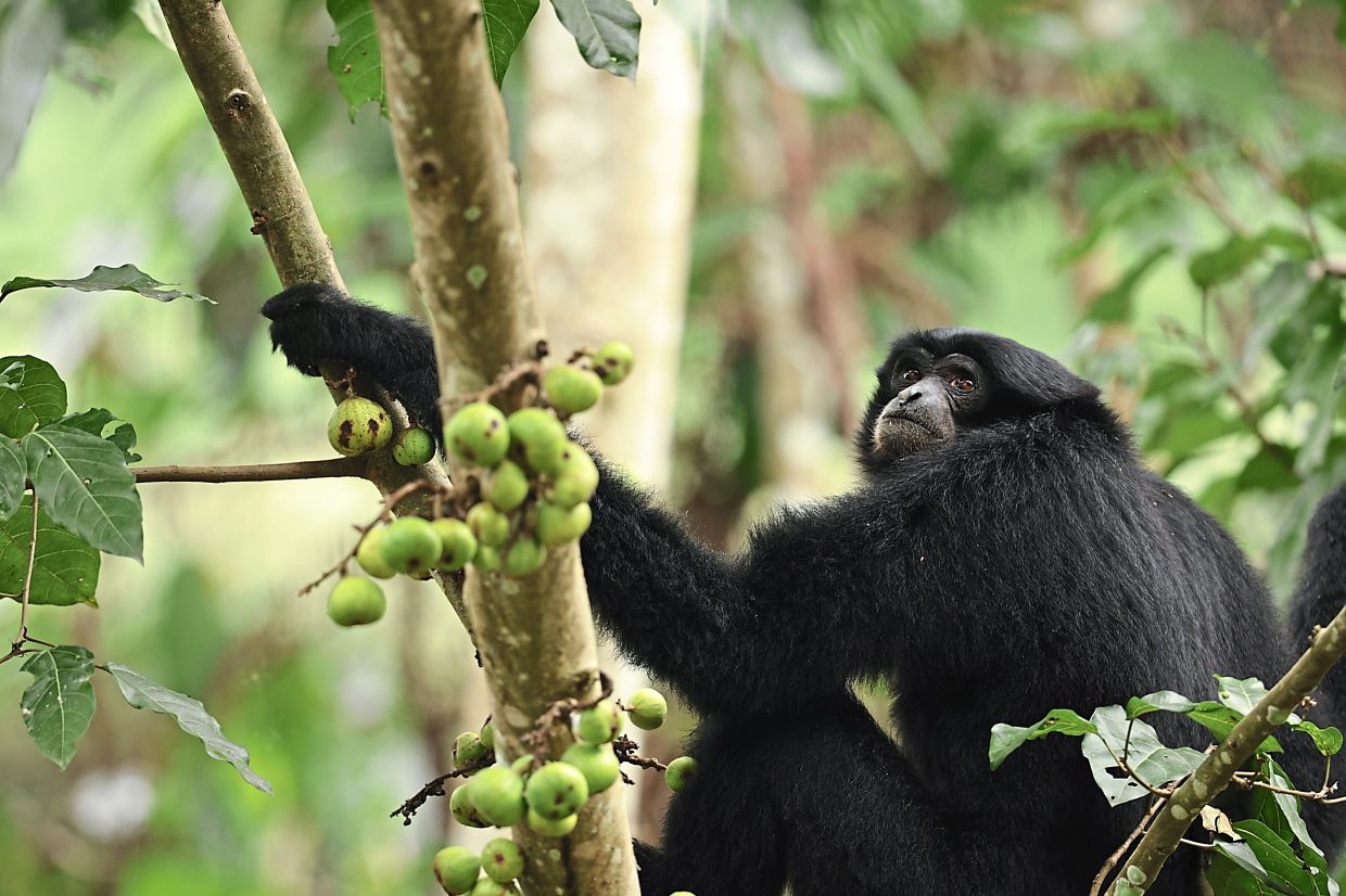 Know your primate pals: Learn about 5 of the 26 primate species in ...