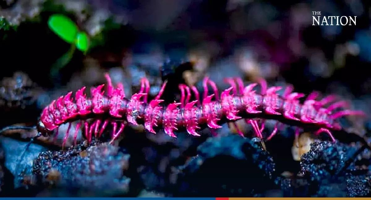 Animal world has its own toxic killer and it’s shocking pink | The Star