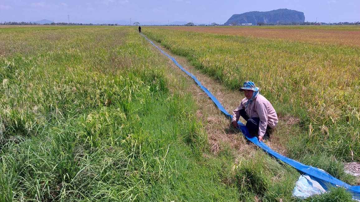 Hot weather not affecting water supply from Pedu Dam for padi fields ...