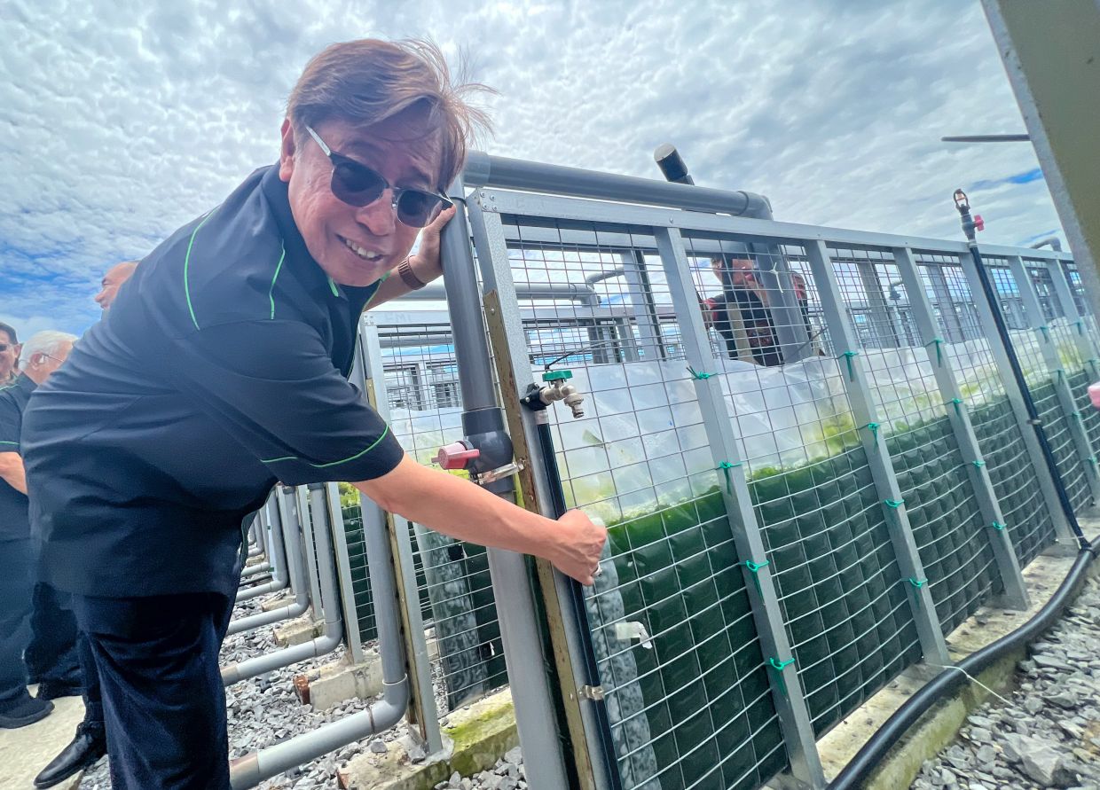 Sarawak to produce green aviation fuel from algae | The Star