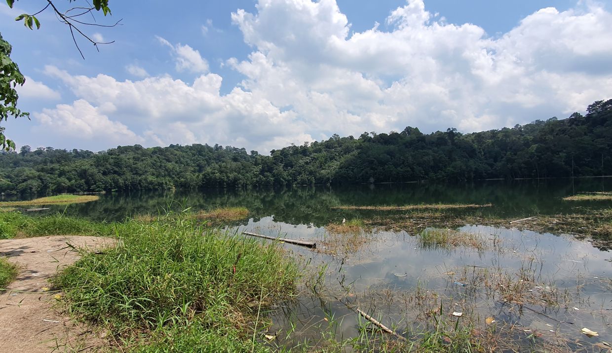 Water levels at Selangor's dams adequate for dry season, says MB | The Star