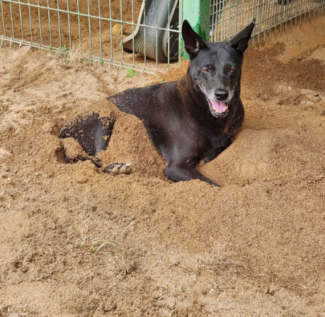 Pets feel the heat – how to keep animals safe as temperatures rise ...