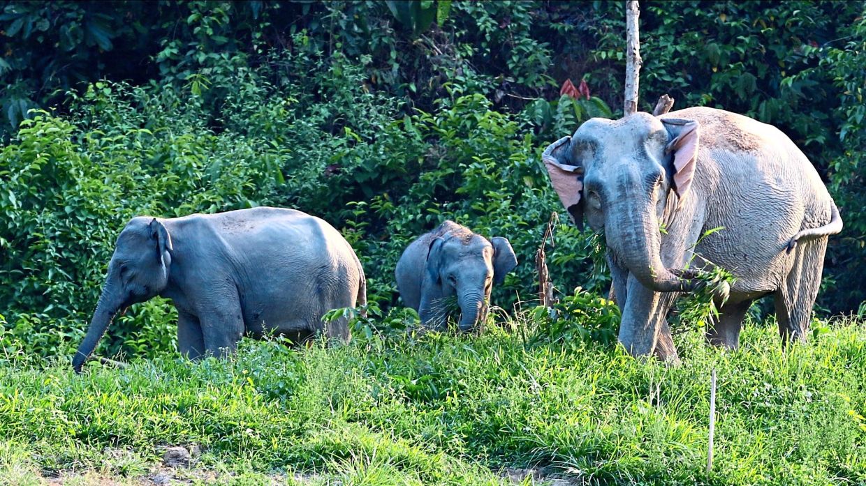 Pos Brooke Orang Asli in fear of frequent elephant encroachment | The Star