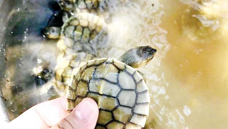 122 rare Royal Turtles hatch in captivity in Cambodia | The Star