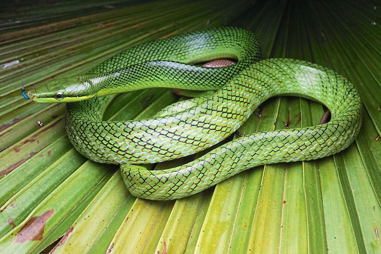 Unearthing treasure trove of flora, fauna | The Star