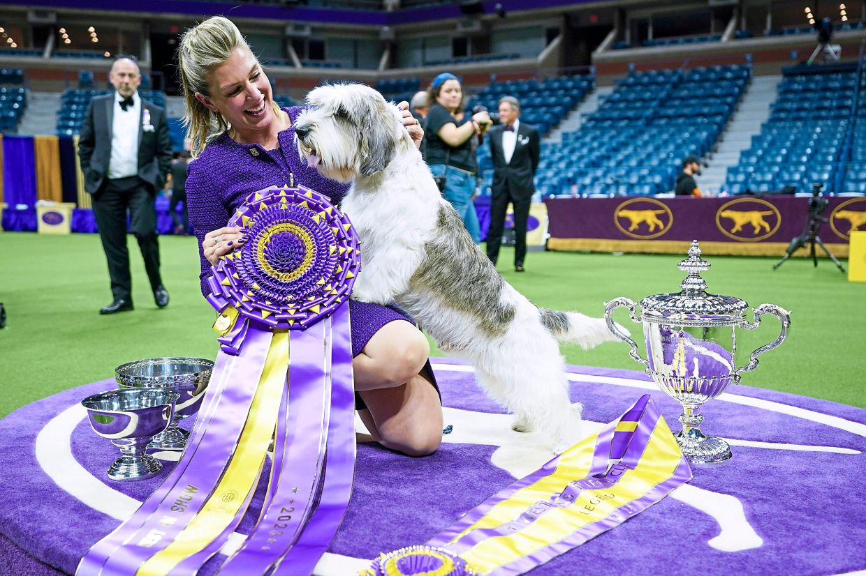 A peek into the world of dog shows | The Star