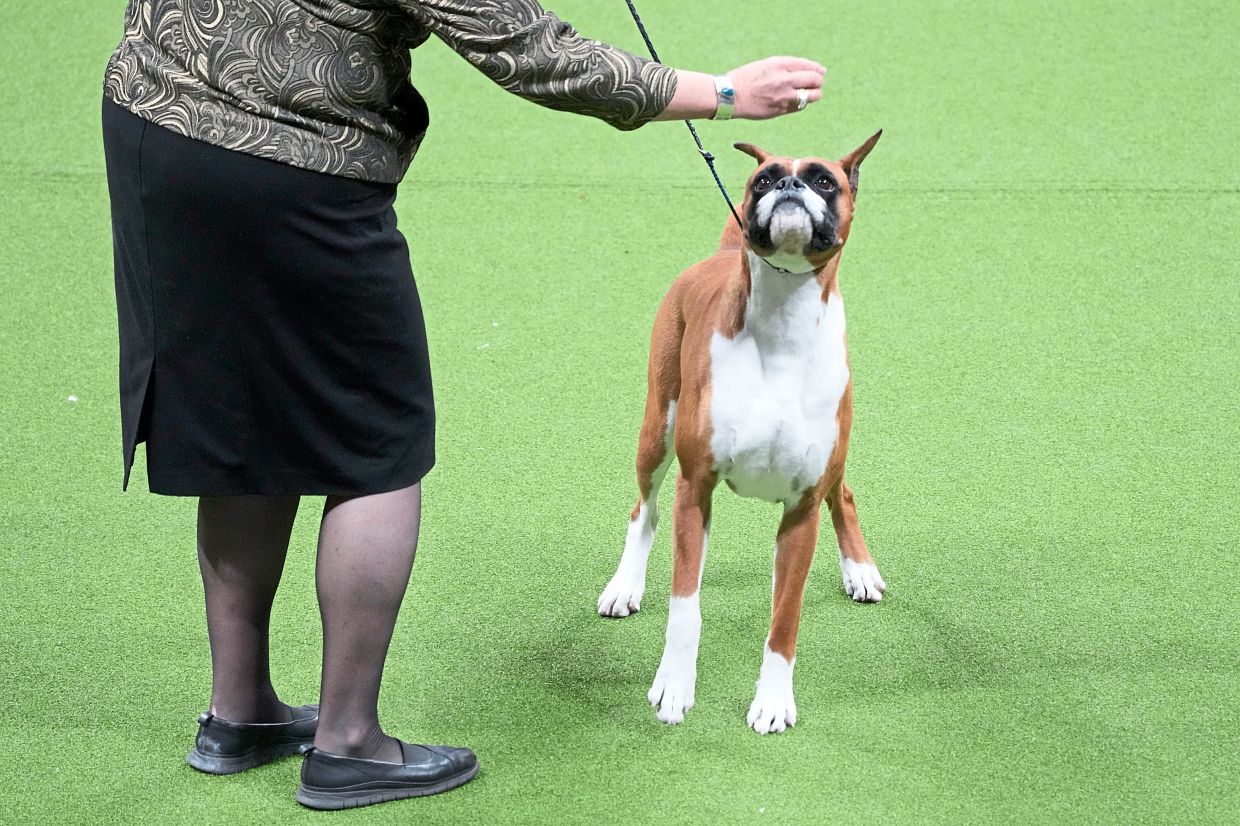 A peek into the world of dog shows | The Star