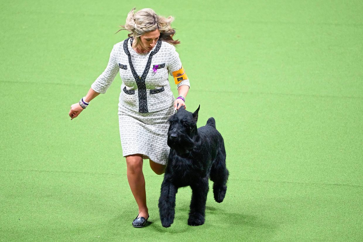 A peek into the world of dog shows | The Star