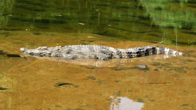 Cambodia lauded as home to ‘largest’ Siamese croc population | The Star