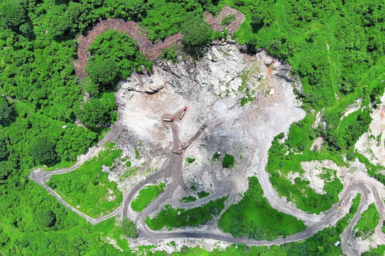 A primal forest faces ruination | The Star