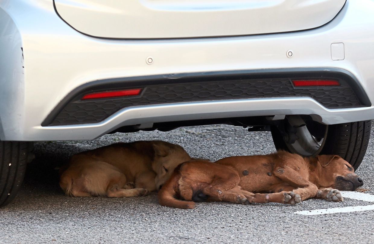 Show compassion to stray dogs | The Star