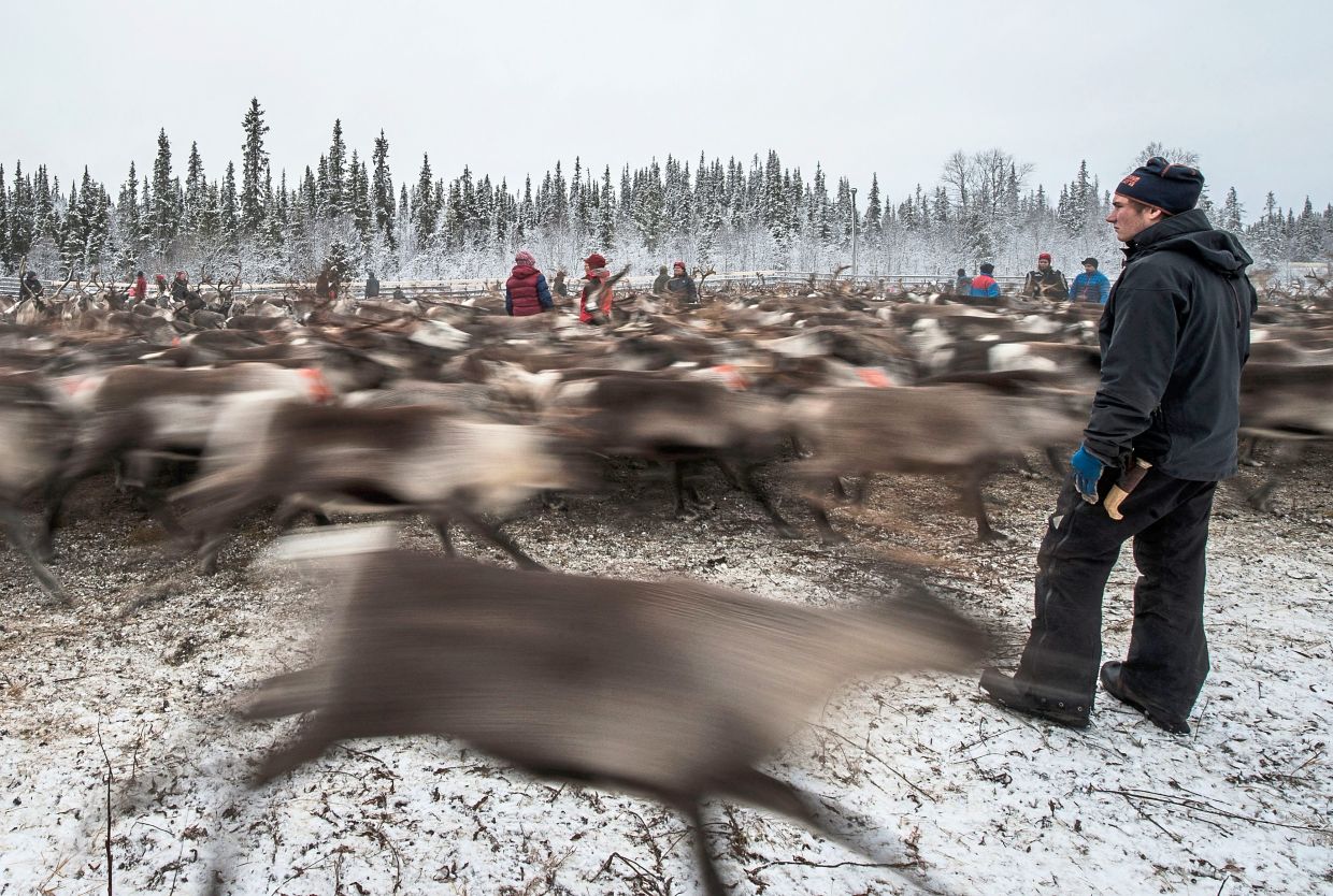 The Sami persecution revealed | The Star