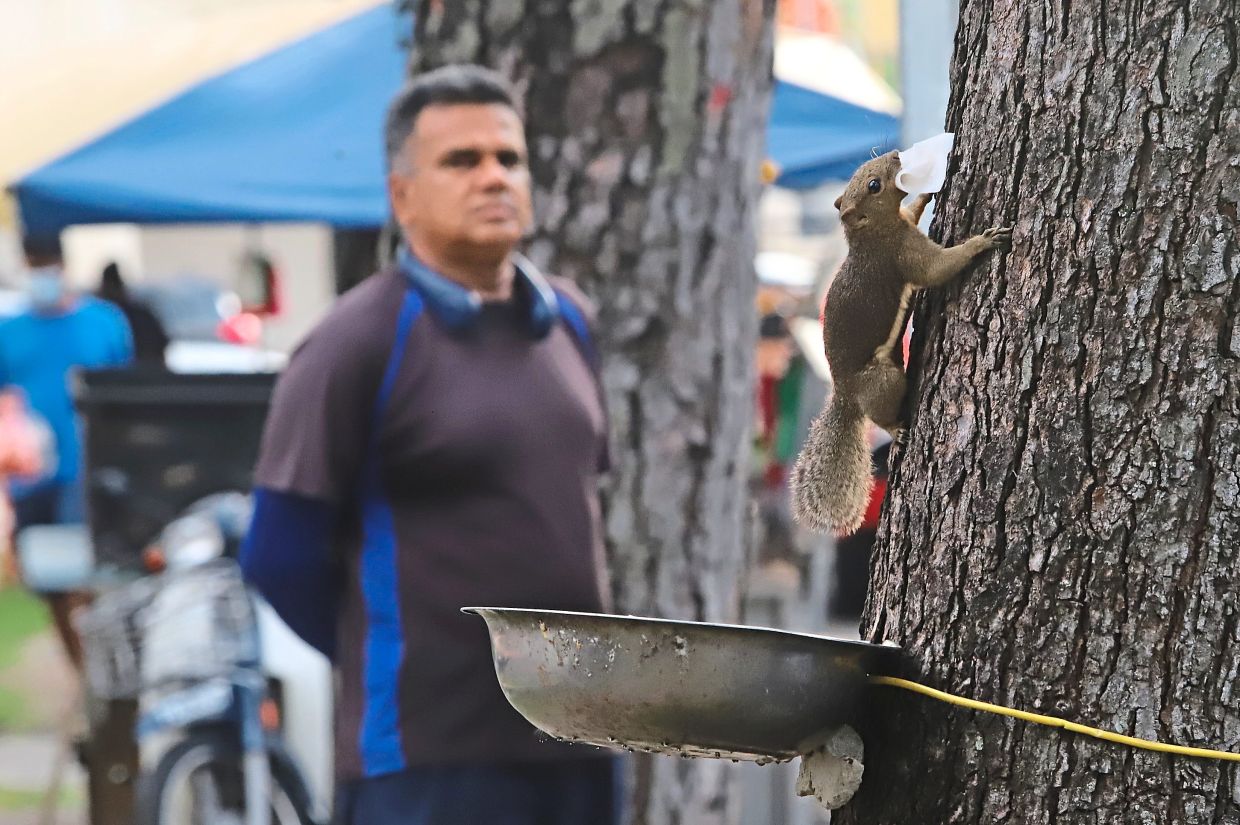 Coconut-loving squirrels become community darlings | The Star