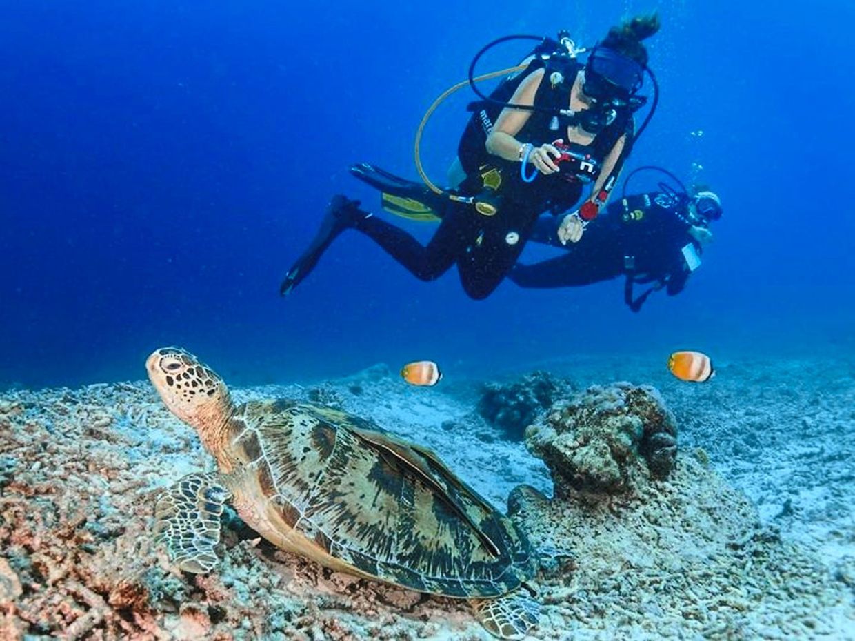 Turtles find Sabah an ideal habitat | The Star