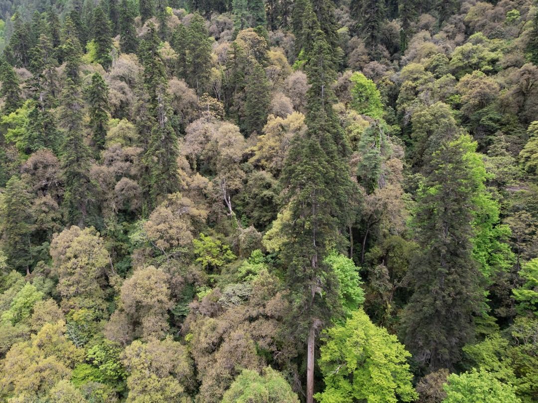 New Asian record of tallest tree found in Tibet | The Star