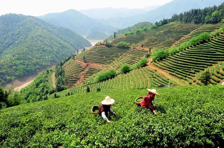 Laos eyes tea industry to help reduce poverty | The Star