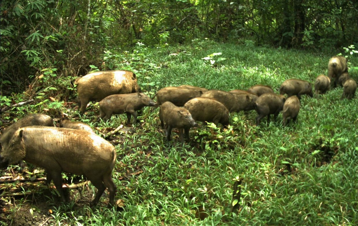 No immediate plans to lift ban on wild boar hunting for now, says Sabah ...