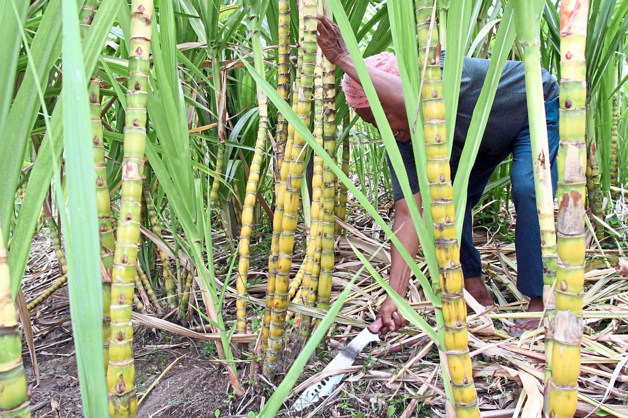 Keeping a sweet industry alive | The Star