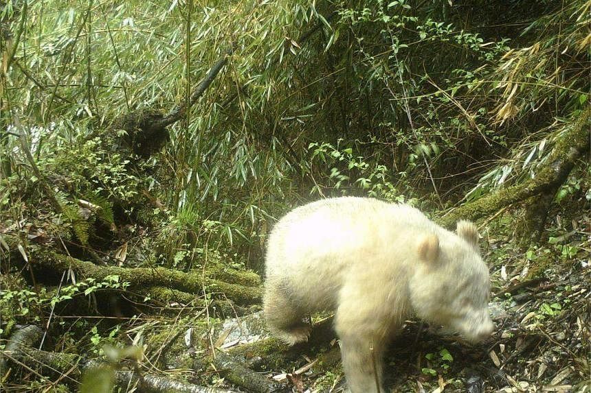 Movements of rare all-white panda spotted in China | The Star
