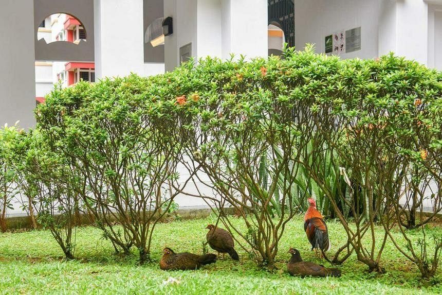 Clucking nuisance: Complaints grow as wild chickens become a common ...