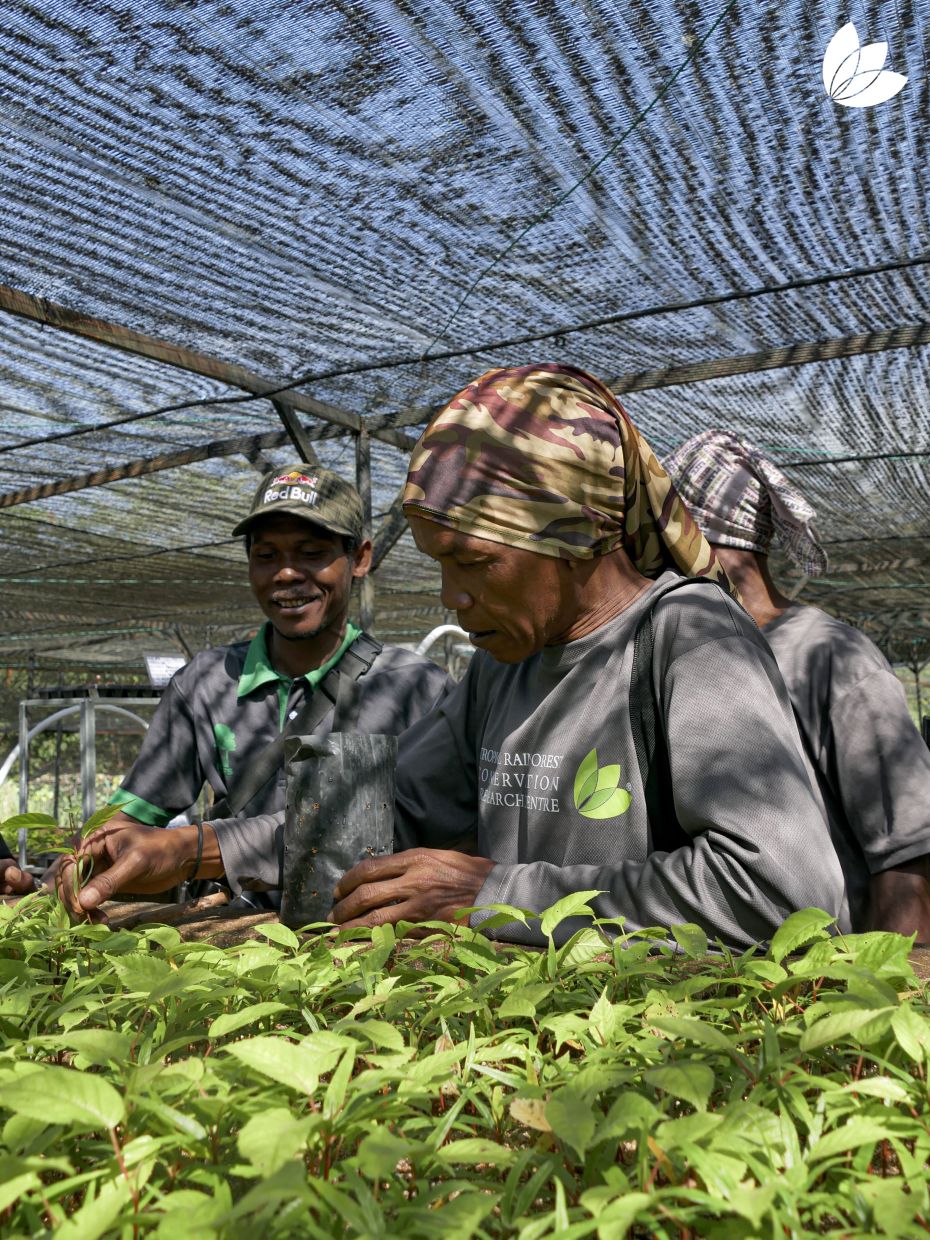 Serog ek, hutan kita, our forests | The Star