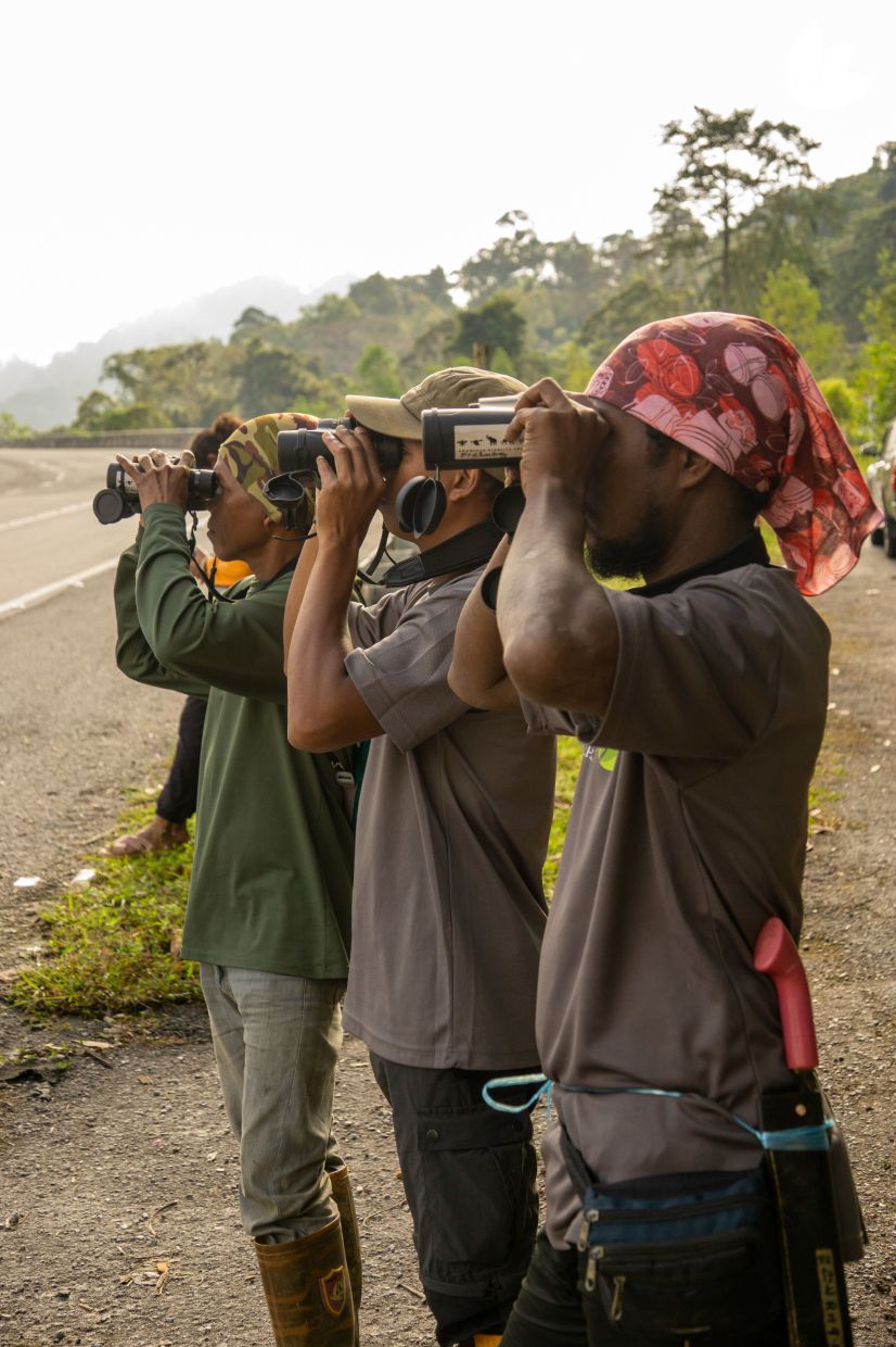 Serog ek, hutan kita, our forests | The Star