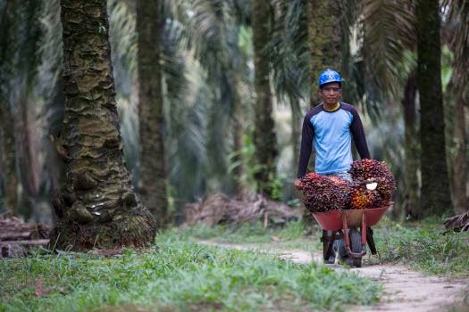 Indonesia aims to replant 540,000 ha of smallholder palm plantation by ...