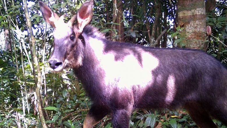 Camera captures endangered serow in Cambodia | The Star