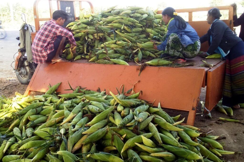 Myanmar exports nearly 1.7 million tonnes of corn in nine months | The Star