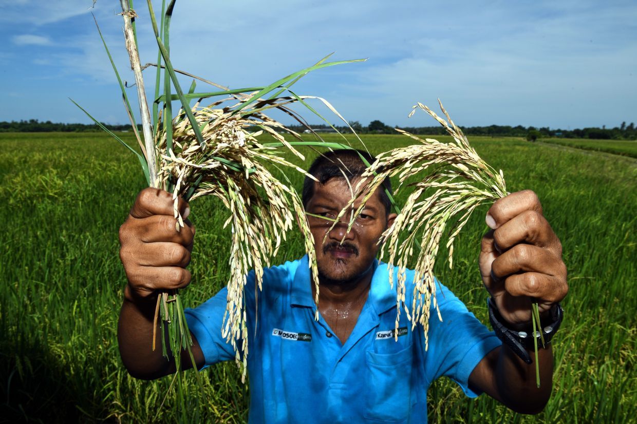 Padi yields in Mada areas not affected by hot weather | The Star