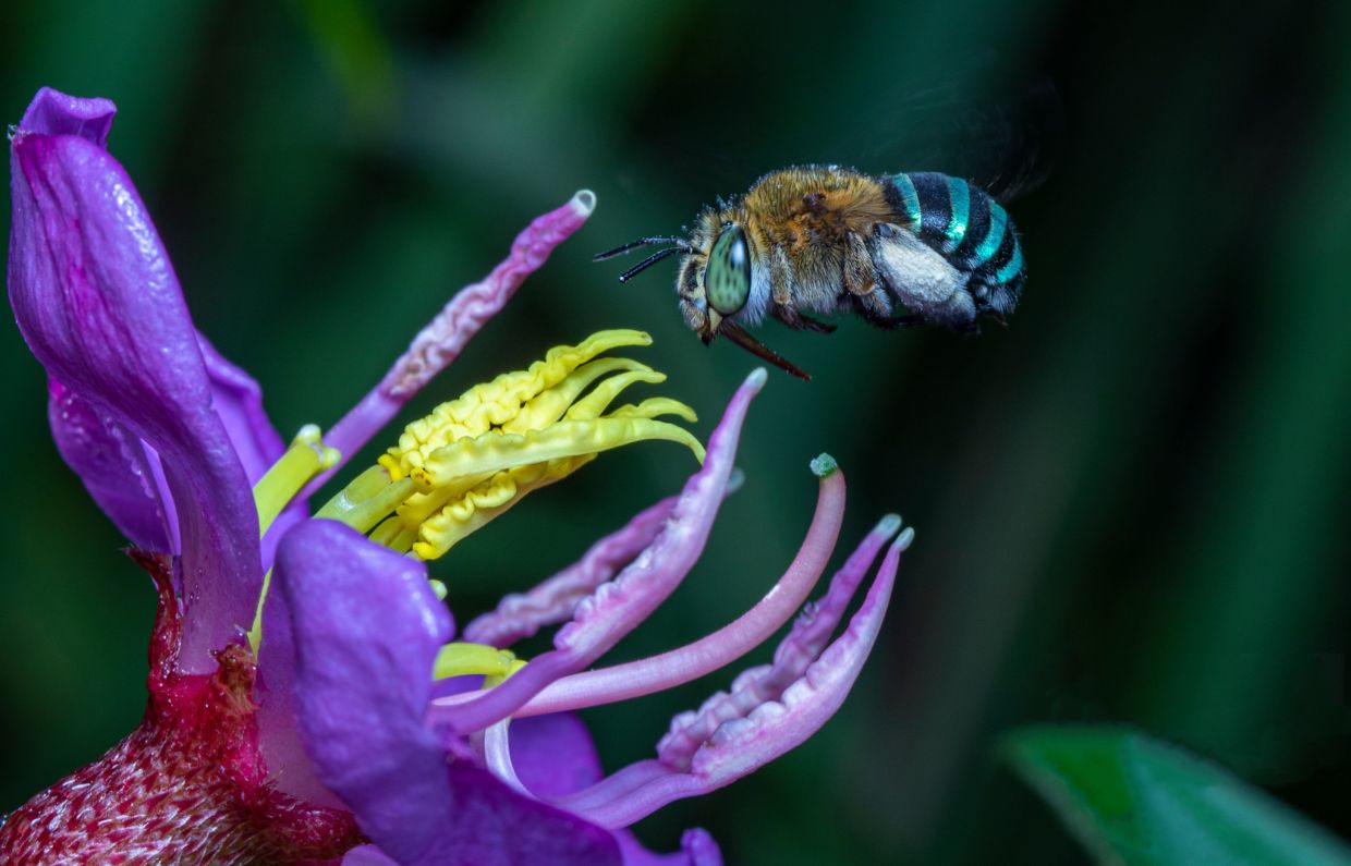 Exploring the macro world | The Star