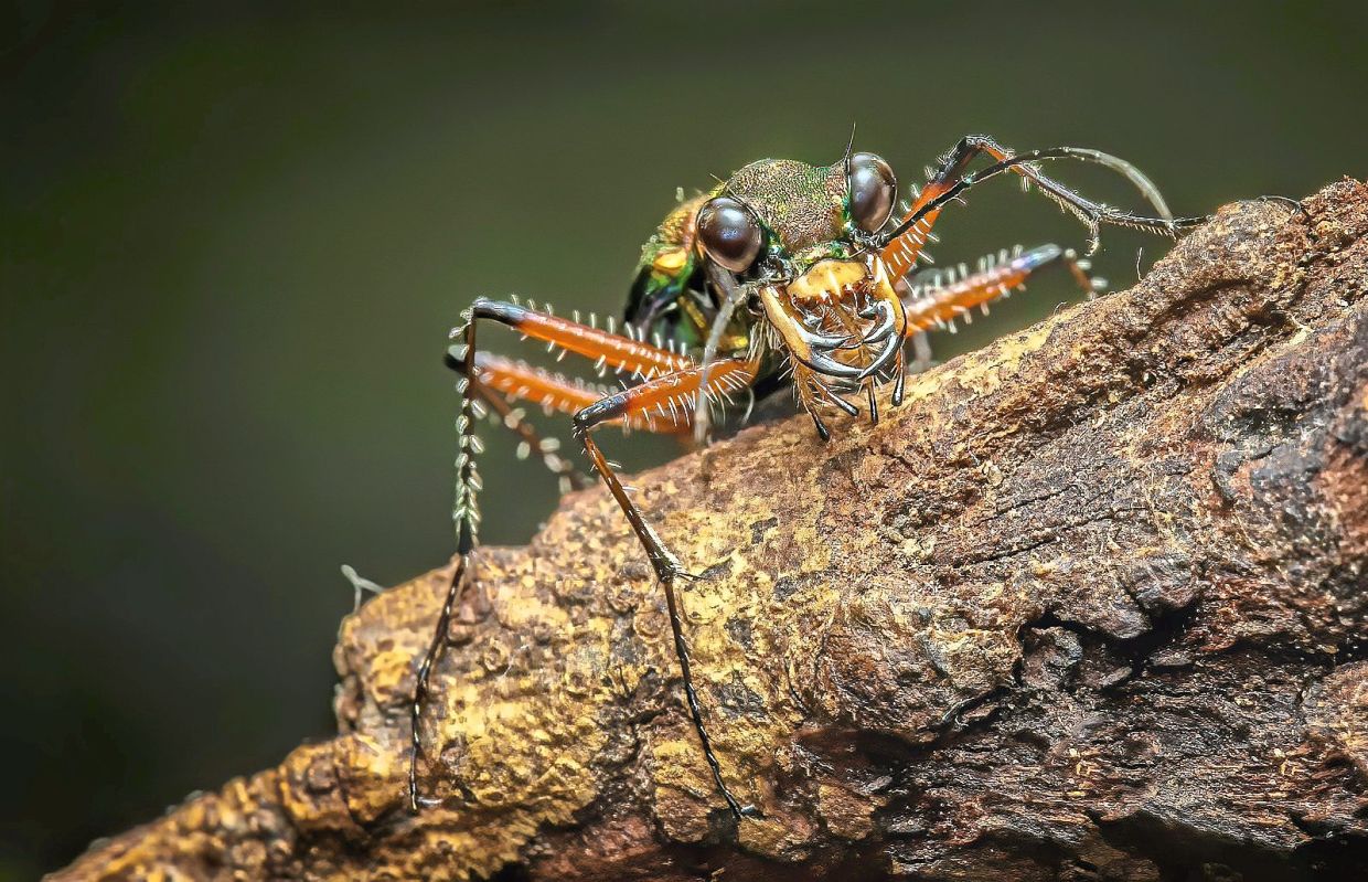 Exploring the macro world | The Star