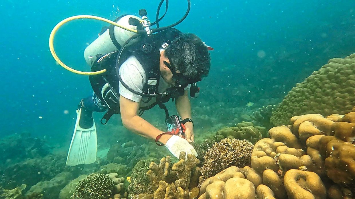 Scientist works with poachers to restore coral reefs | The Star