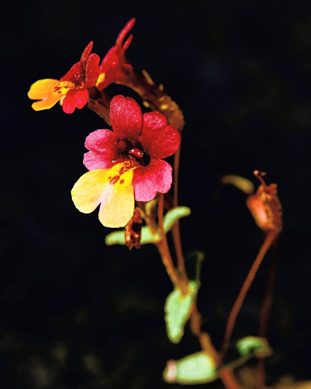 All out to save rare wildflowers | The Star