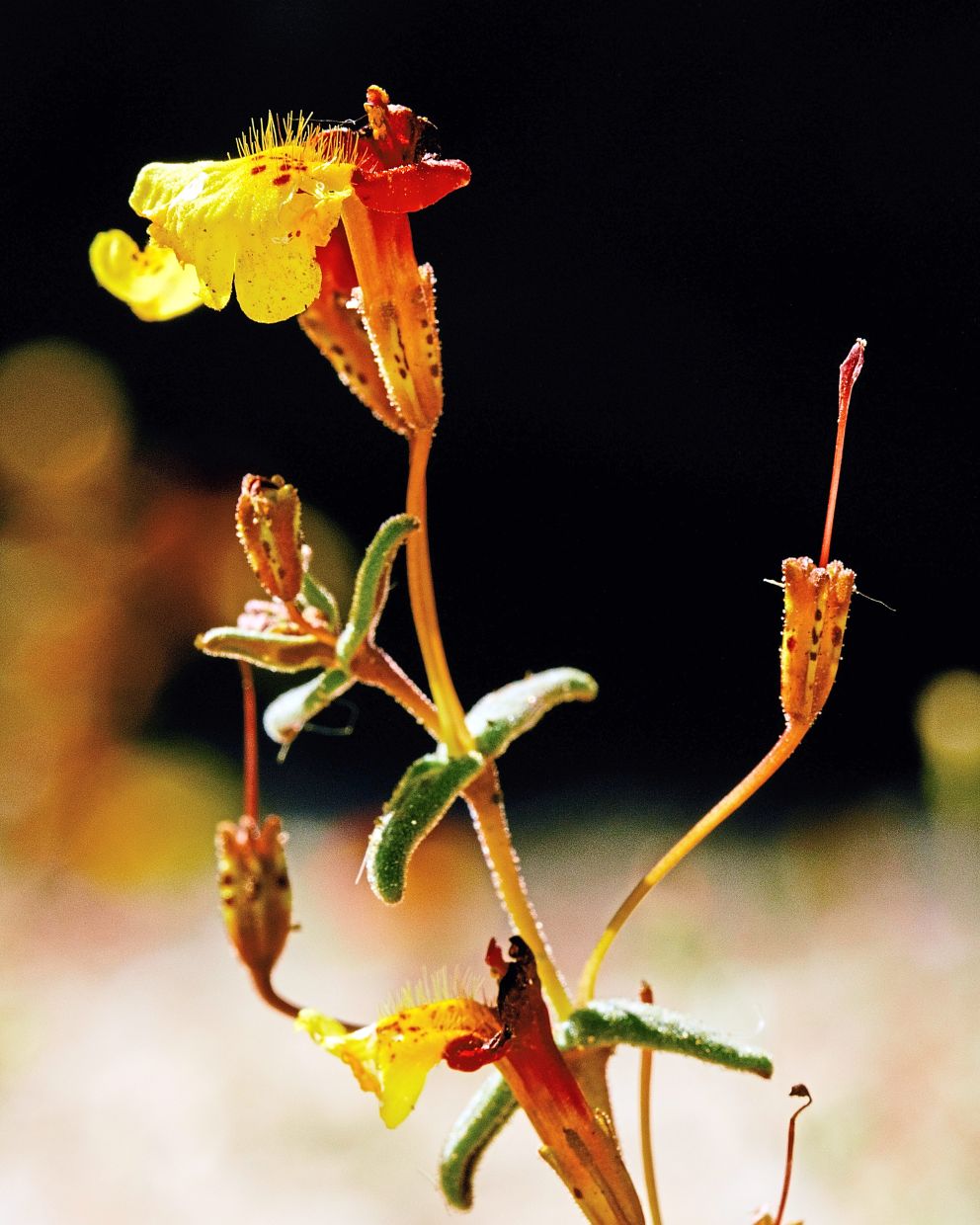 All out to save rare wildflowers | The Star