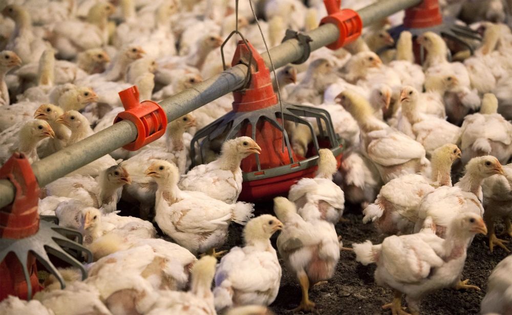 QuickCheck: Are local chickens being fed non-halal feed as per a viral ...